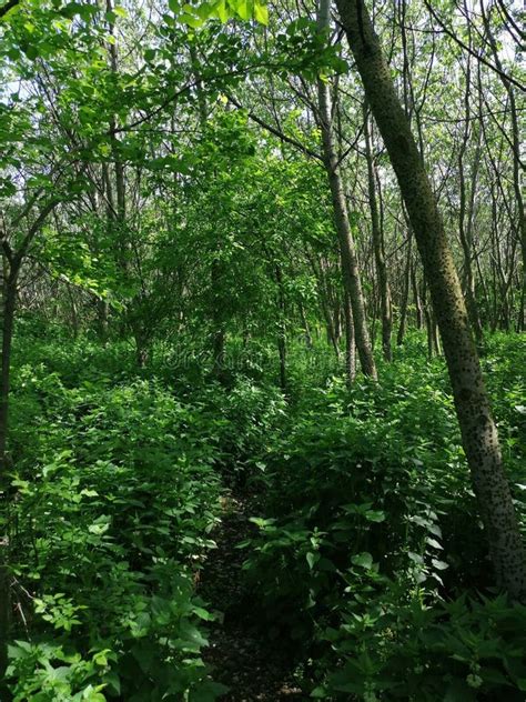 Trees In Forest In The Middle Of The Path Stock Photo Image Of Foliage Trees 152623260