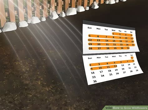 How To Grow Wildflowers With Pictures Wikihow Life