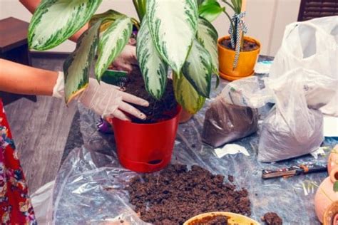 観葉植物のアスパラガスの育て方肥料の与え方や植え替え方法は HORTI by GreenSnap