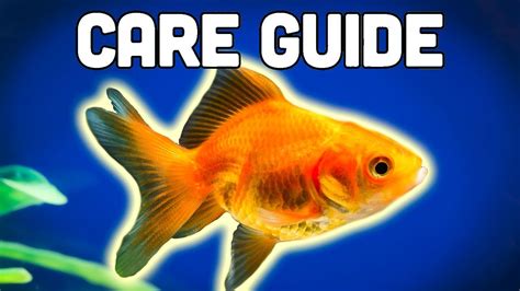 Fancy Goldfish Care Guide Youtube