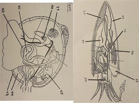 Biology Worm Test Diagram Quizlet
