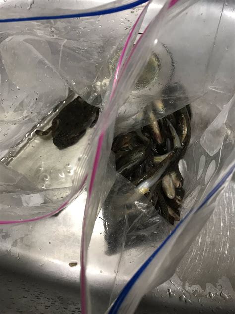 「ワタリガニ」を含むエロ画像イラスト古い順