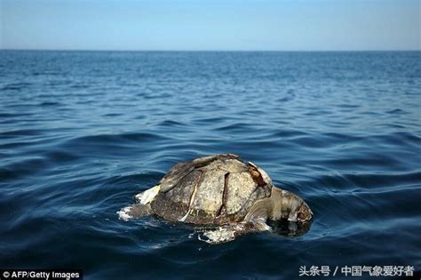太平洋数百只海龟离奇死亡，竟是人类下的手！