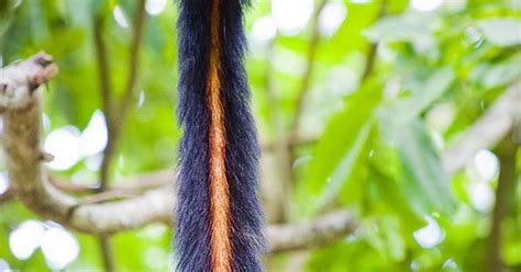 Colored Squirrels Of India Album On Imgur