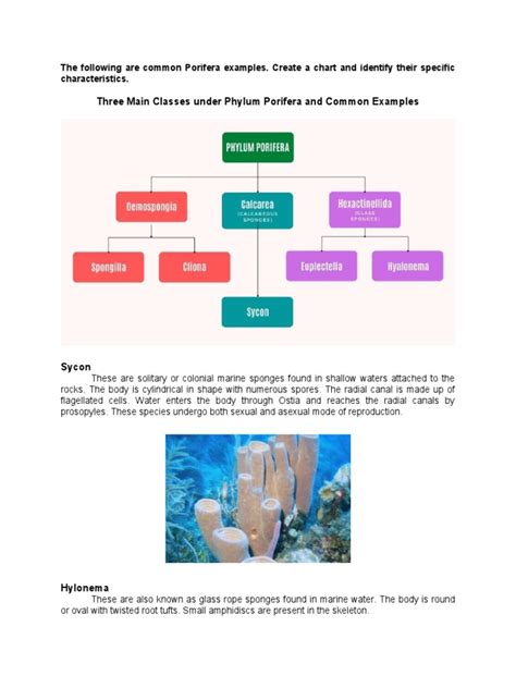 Phylum Porifera And Common Examples Pdf