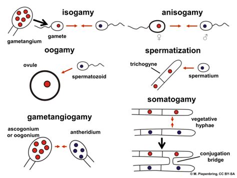 Gamete Definition And Examples Biology Online Dictionary 2026