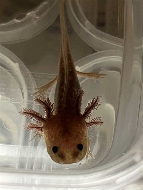 Copper Melanoid Axolotl The Stunning Beauty Of Copper Melanoid