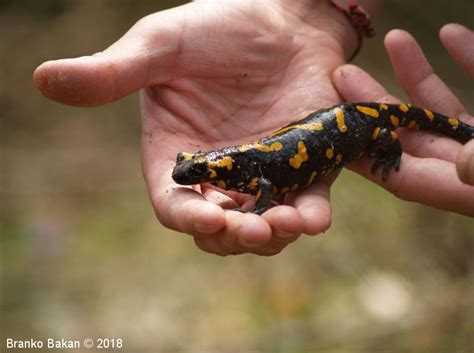 Navadni Močerad Urbanatura