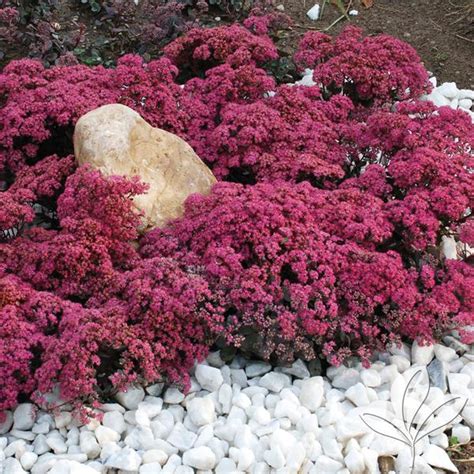 Sedum Sedum Dazzleberry Sunsparkler® Dazzleberry Sedum From Greenleaf
