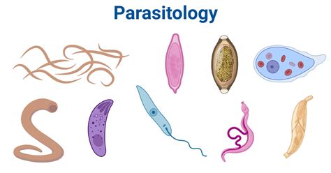 Parasitology Introduction Branches And Significance