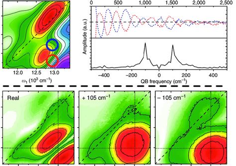 Coherent Dynamics A Absorptive Real Part Of The Rephasing 2d