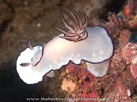Goniobranchus Annulatus The Best Nudibranch Hunter
