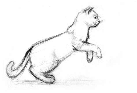 Cat Jumping Drawing At Explore Collection Of Cat