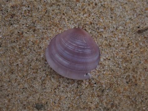 Strigilla Euronia From Hungry Head Nsw Australia On July 21 2021 At 12 37 Pm By Adrian Gale