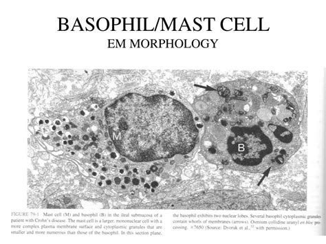 Ppt Innate Immunity Powerpoint Presentation Free Download Id282230