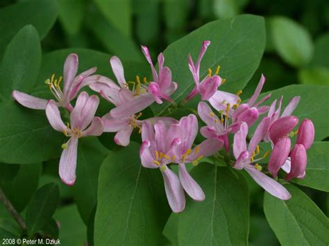 Lonicera Tatarica Tatarian Honeysuckle Minnesota Wildflowers