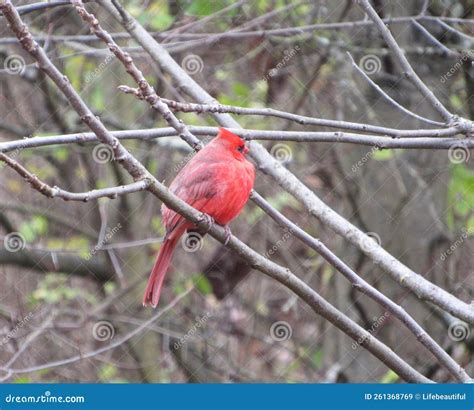 Northern Cardinal Stock Image Image Of Hummingbird 261368769