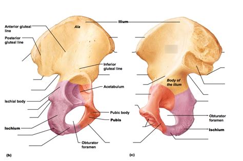 Bones Pelvic Girdle Diagram Quizlet