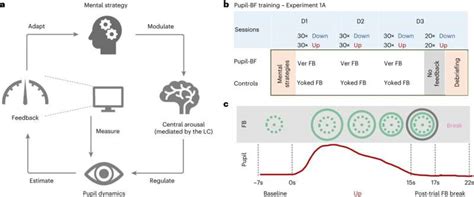 Reducing Anxiety And Stress With Pupil Feedback