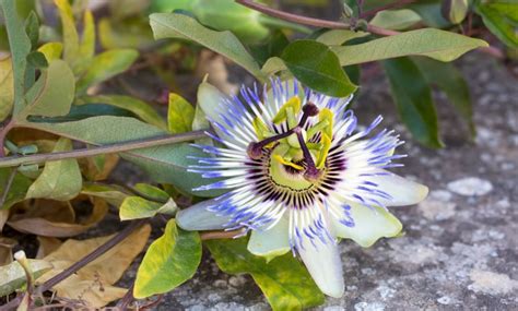Los Sorprendentes Beneficios De Tomar Té De Pasiflora Así Debe Tomarlo