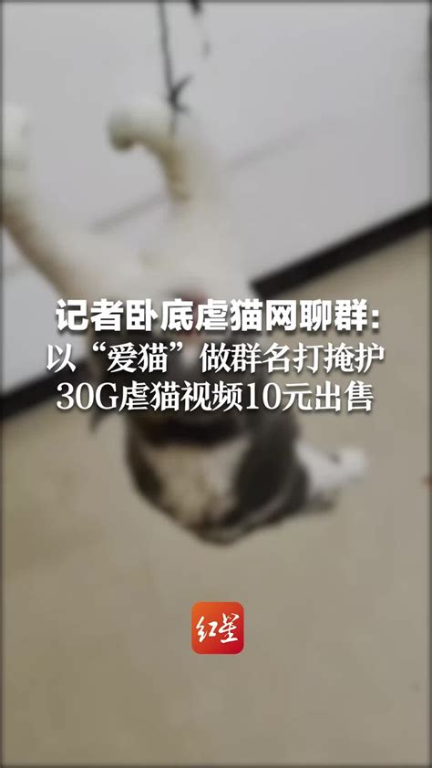 记者卧底虐猫网聊群：以 爱猫”做群名打掩护 30g虐猫视频10元出售凤凰网视频凤凰网