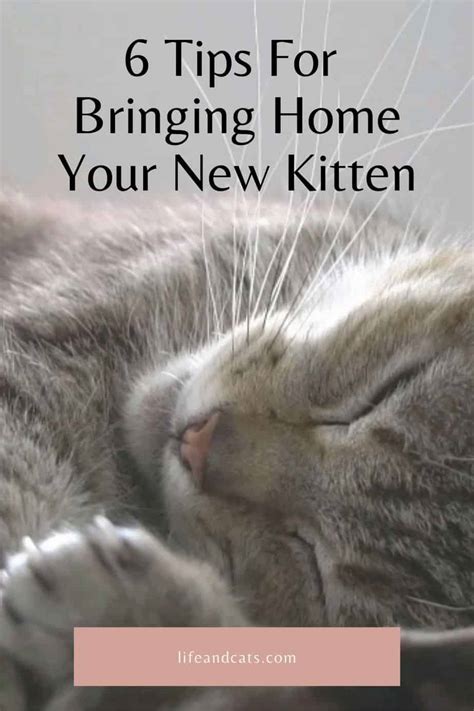 6 Tips For Preparing To Bring Home Your New Kitten Life And Cats