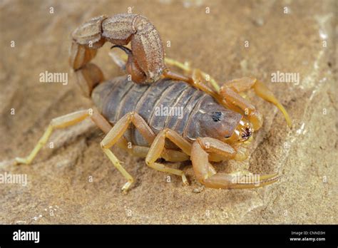 Yellow Thick Tailed Scorpion Parabuthus Mossambicensis Hi Res Stock