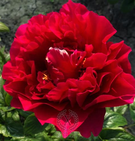 Peony Dagger Of Brutus At Peony Nursery