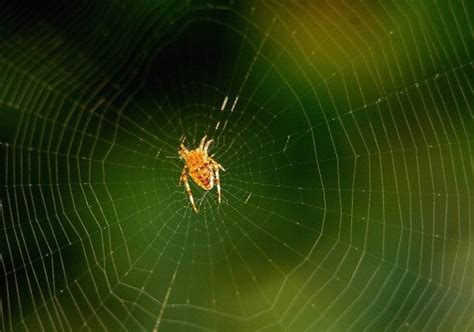 Migrating Spiders Sailing Through North Texas Skies « Cbs Dallas Fort Worth Wtf