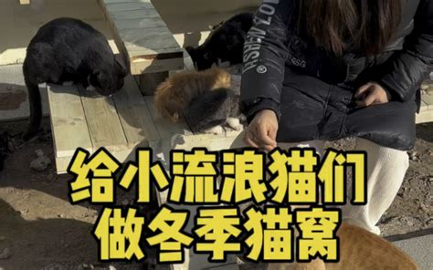 冬天到了，小流浪猫们在门口抱团睡觉，给它们做个“冬季猫窝” 五月妈院儿里的小流浪 五月妈院儿里的小流浪 哔哩哔哩视频