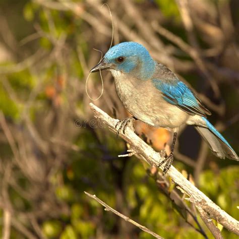 Mexican Jay Gathering Nesting Material At Big Bend National Park In