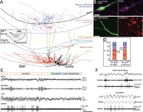 Behavior Related Activity Of A Novel Backprojecting Non Pyramidal Cell