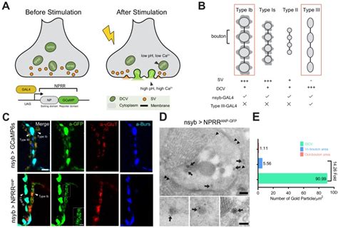Imaging Neuropeptide Release At Synapses With A Genetically Engineered
