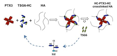 Figure 2 From The Influence Of Pentraxin 3 On The Ovarian Function And Its Impact On Fertility