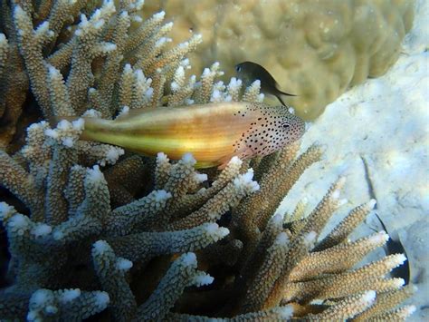Paracirrhites Forsteri Poisson épervier à Taches De Rousseur
