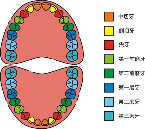 收藏！0 12岁宝宝牙齿问答大全