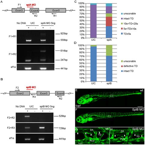 Morpholino Mediated Knock Down Of Prox1b Does Not Cause Lymphatic Download Scientific Diagram