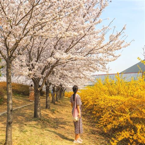 인천 송도 벚꽃 센트럴파크 4월3일 실시간 주차장 벚꽃 포토존 위치 네이버 블로그