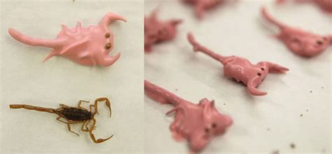 Sweet Lover How About Insect Candy Design Swan