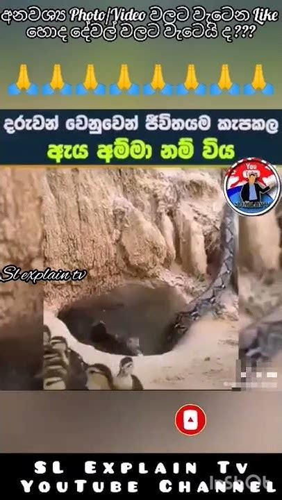 තම දරුවන් බේරාගැනීමට ගොදුරු වූ මවක් Sl Explain Tv Like 1000