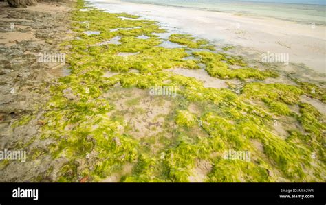 Flowering Algae On The Coast Of The Island Of Bohol Philippines
