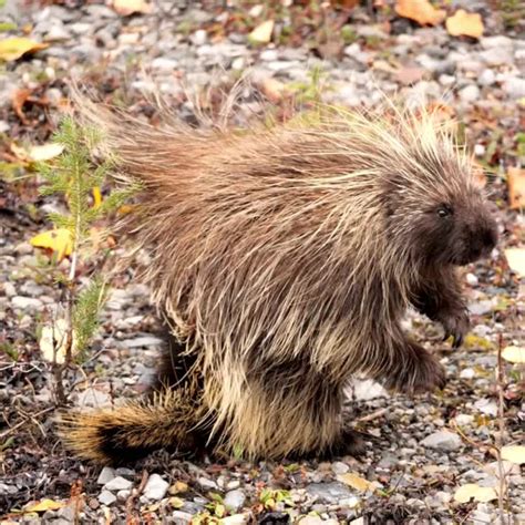 Phoenix Cyber On Linkedin Cybersecurity Staysafe Digitalprotection Secureyourfuture…