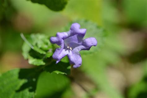 四国の絶滅危惧種㉓ 鈴虫花💙見守りサイト💓三重県で絶滅 四国の花moment🤗🌱ー花と山のグラビアサイトーさんのハイキングの活動データ