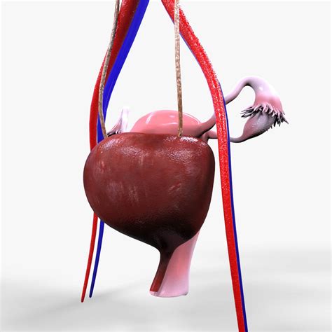 Female Urinary System 3d Model By Azulutak