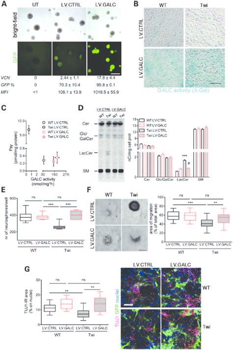 Lv Mediated Expression Of Functional Galc In Twi Derived Download