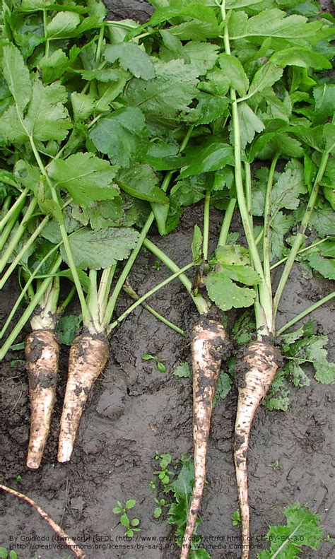 2014 Advent Botany Day 19 Parsnip Pastinaca Sativa Culham