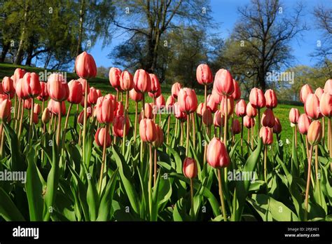 Pink Tulips Tulipa Spp Growing In The Park On A Beautiful Day Of