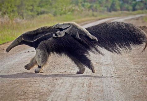 Un Oso Hormiguero Mamá Con Su Bebé Fueron Avistados En El Parque
