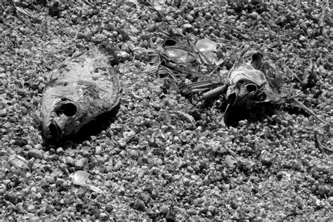 Dead Pet Fish Quotes Quotesgram