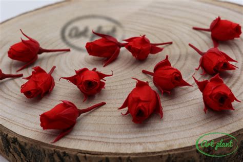 Miniroze Criogenate Rosu Xs